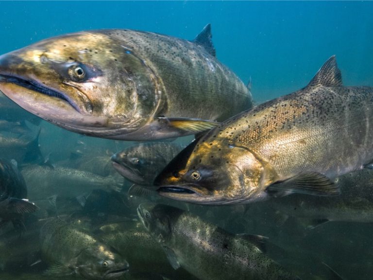 Estuaries – Puyallup-White River Local Integrating Organization